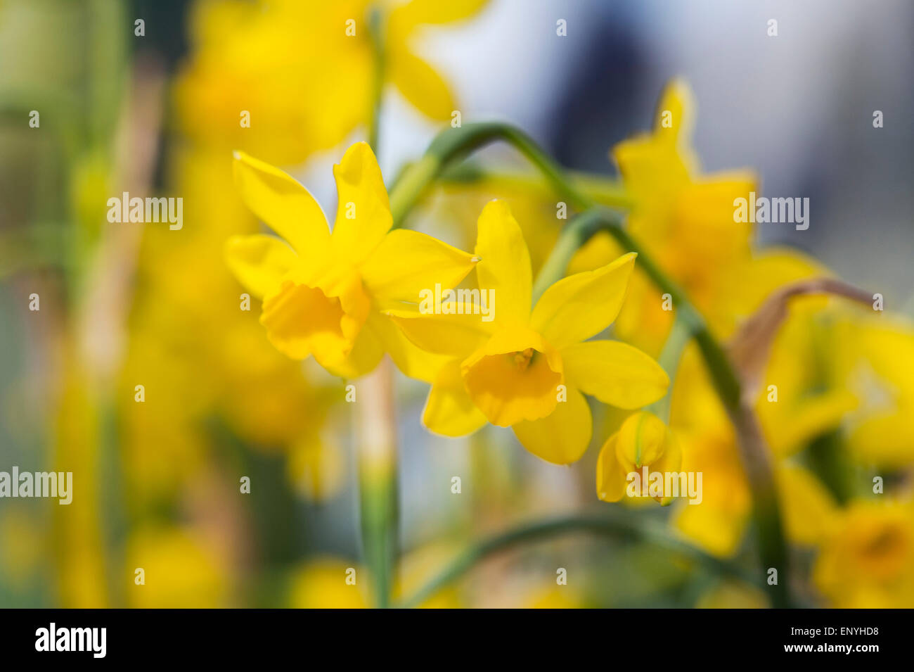 Narcissus. Daffodil fernandesii flowers Stock Photo - Alamy