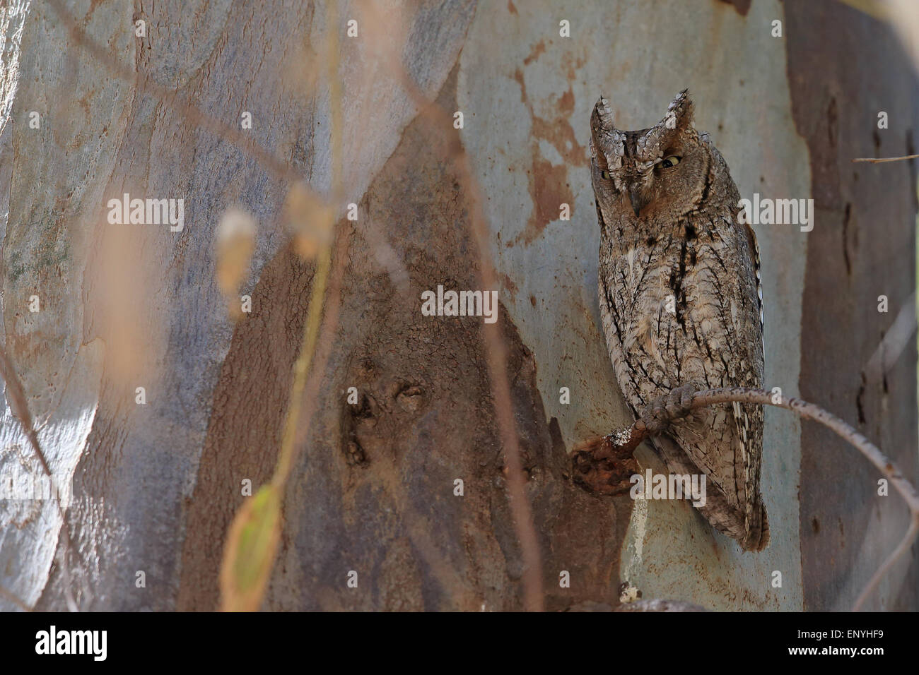 Scops owl otus scops hi-res stock photography and images - Alamy
