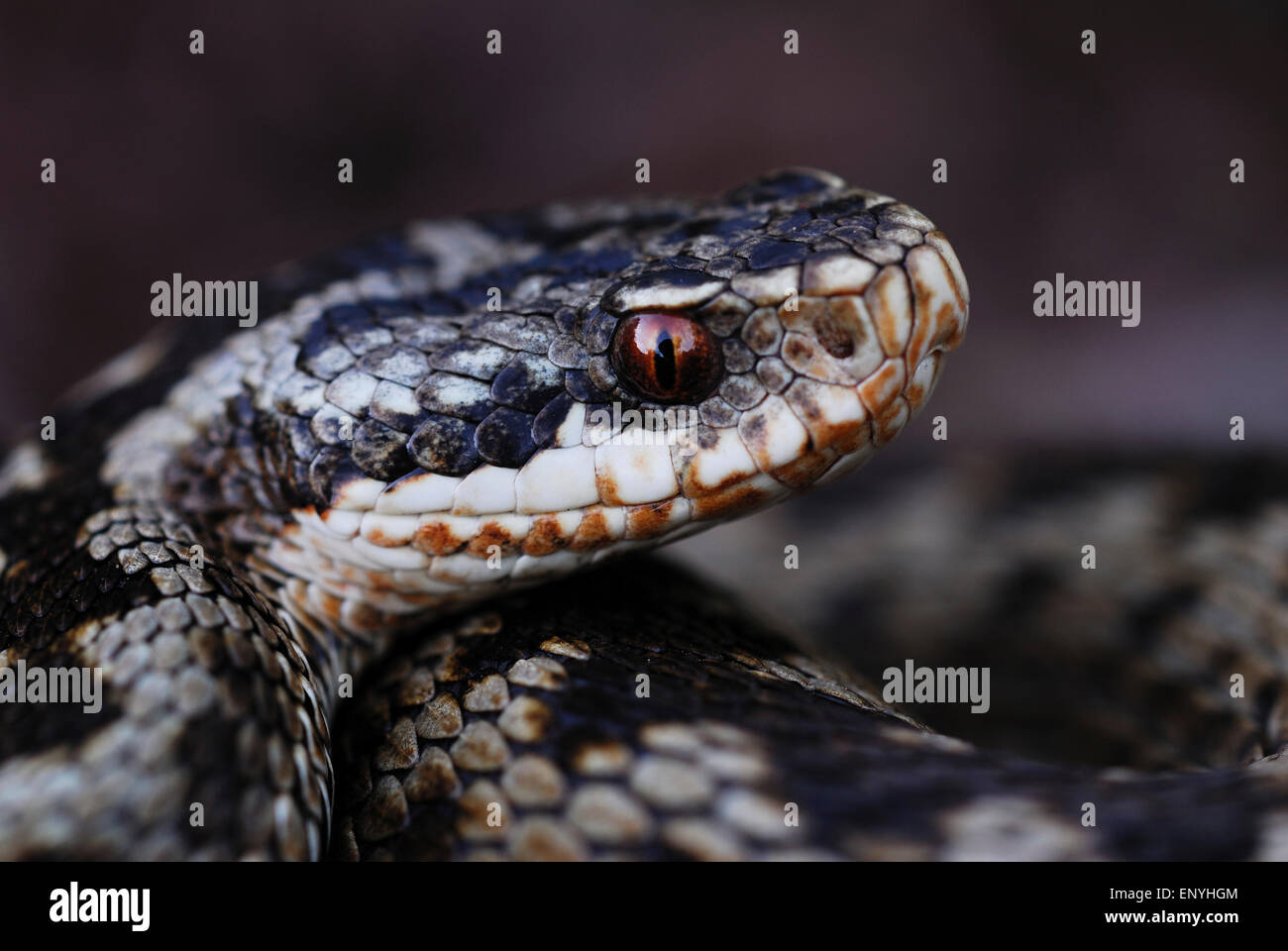 Venomous A High Resolution Stock Photography and Images - Alamy
