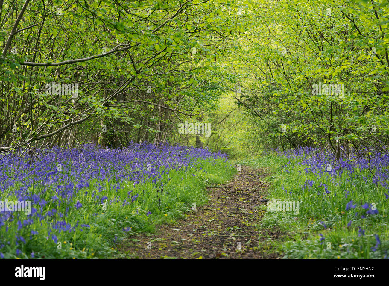 Hyacinthoides non scripta. Bluebells and pathway in spring. Bucknell ...