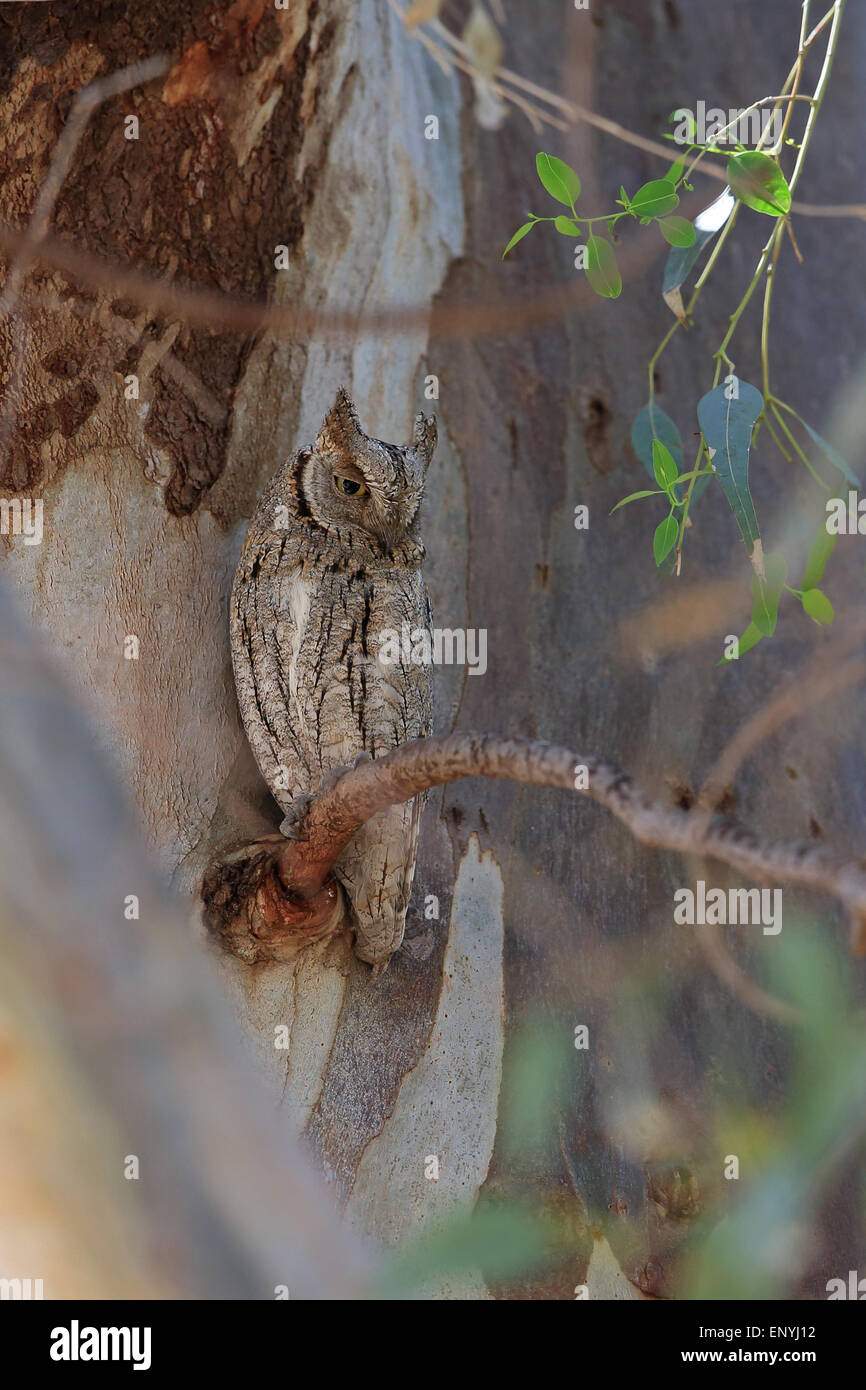 Scops Owl (Otus scops Stock Photo - Alamy