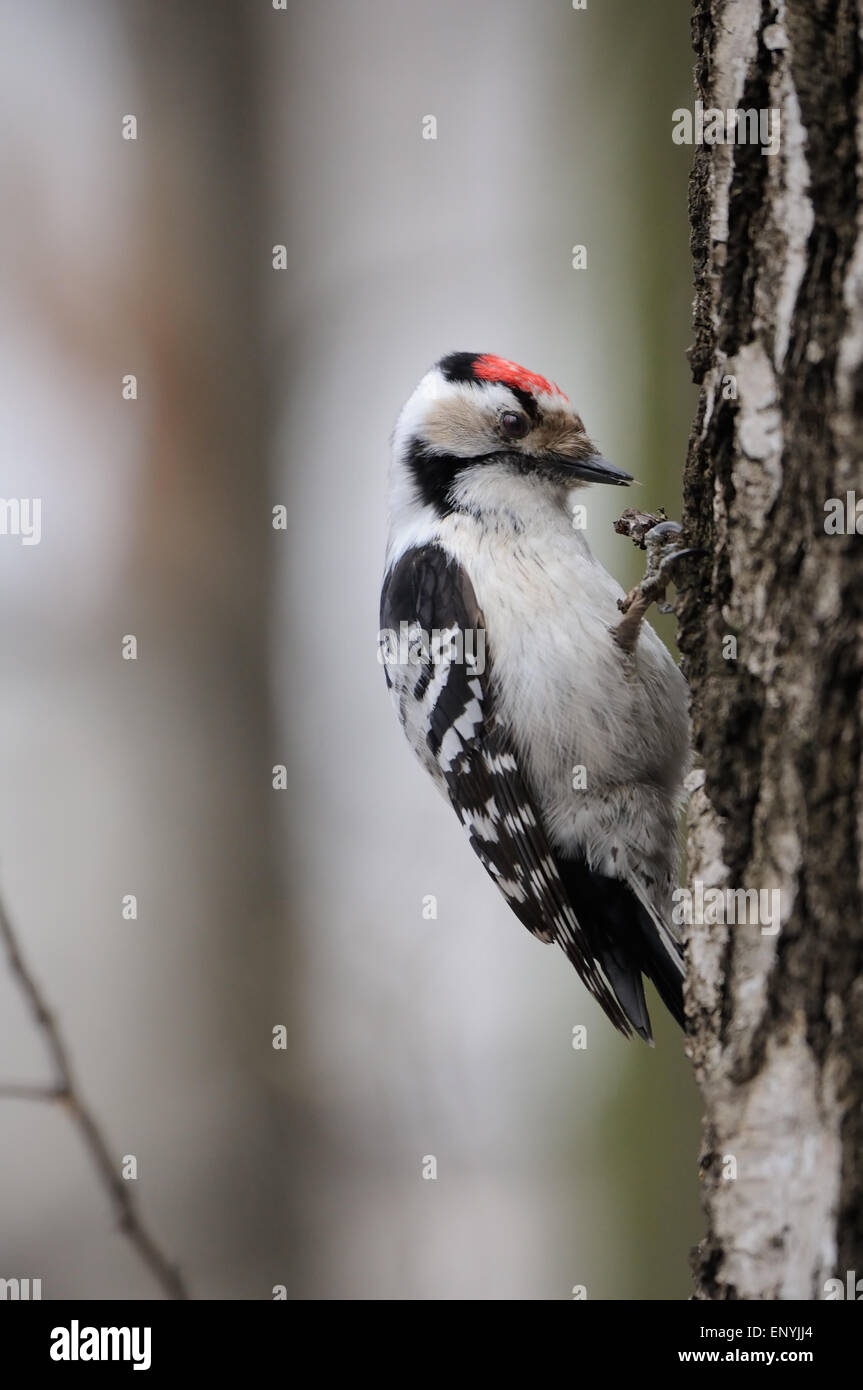Male Lesser Spotted Woodpecker in spring forest Stock Photo - Alamy