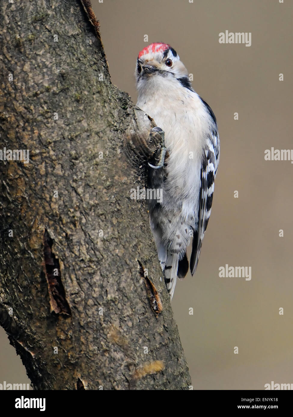 Male Lesser Spotted Woodpecker in spring forest Stock Photo - Alamy