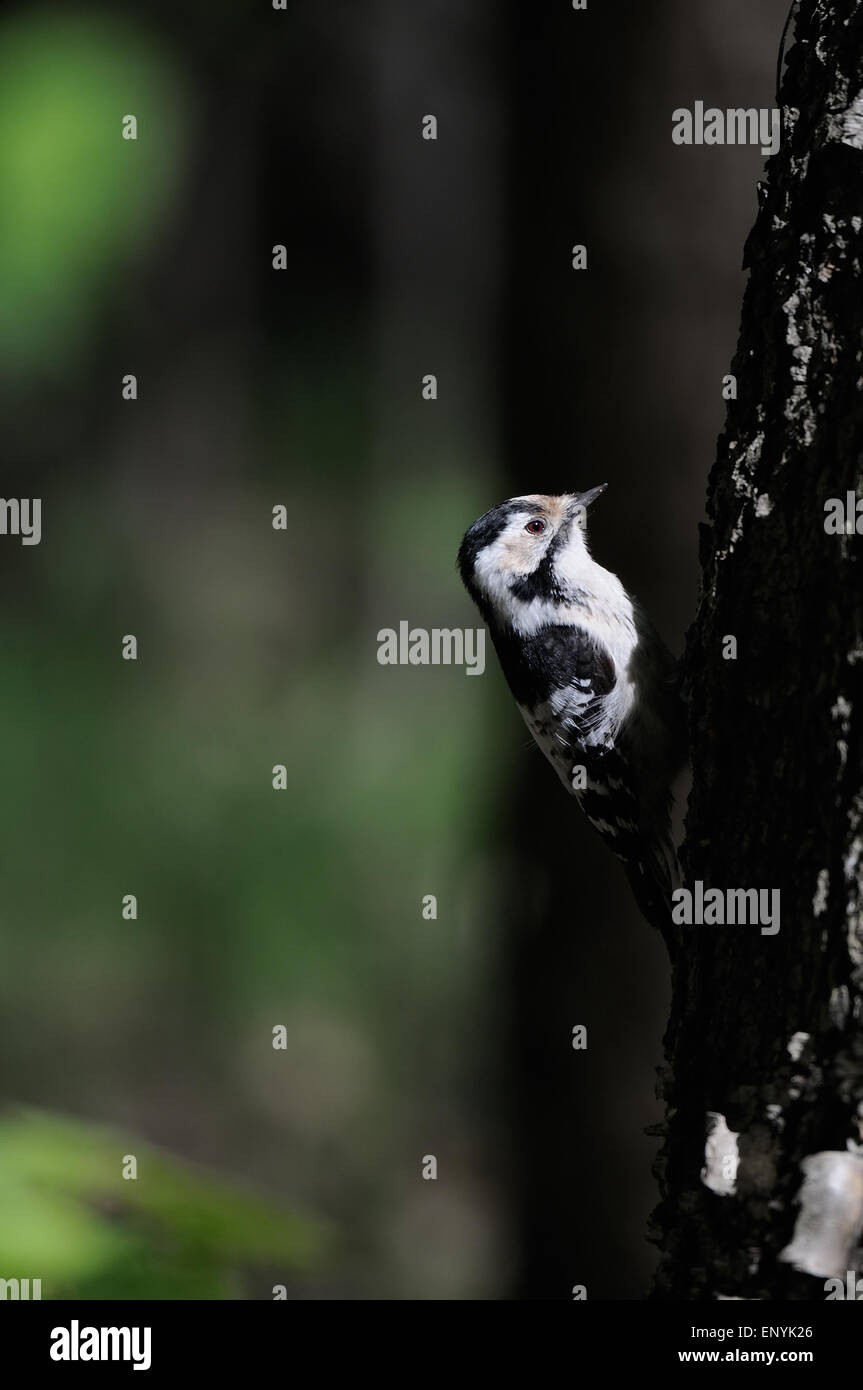 Female Lesser Spotted Woodpecker in spring forest Stock Photo - Alamy