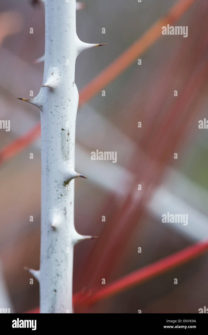 Rubus biflorus. Two flowered raspberry stem with thorns in winter Stock ...