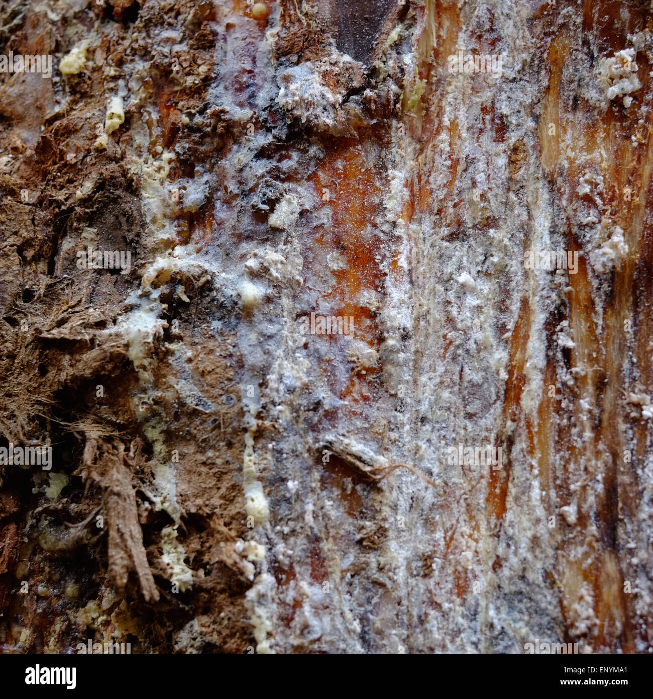 Pine resin hi-res stock photography and images - Alamy