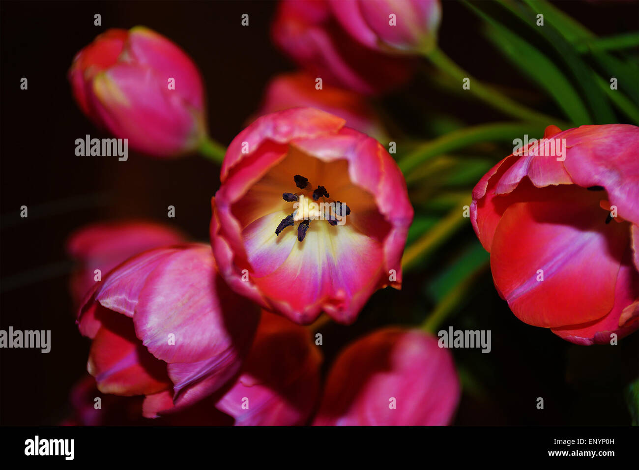 Pink tulips laying on a table Stock Photo - Alamy