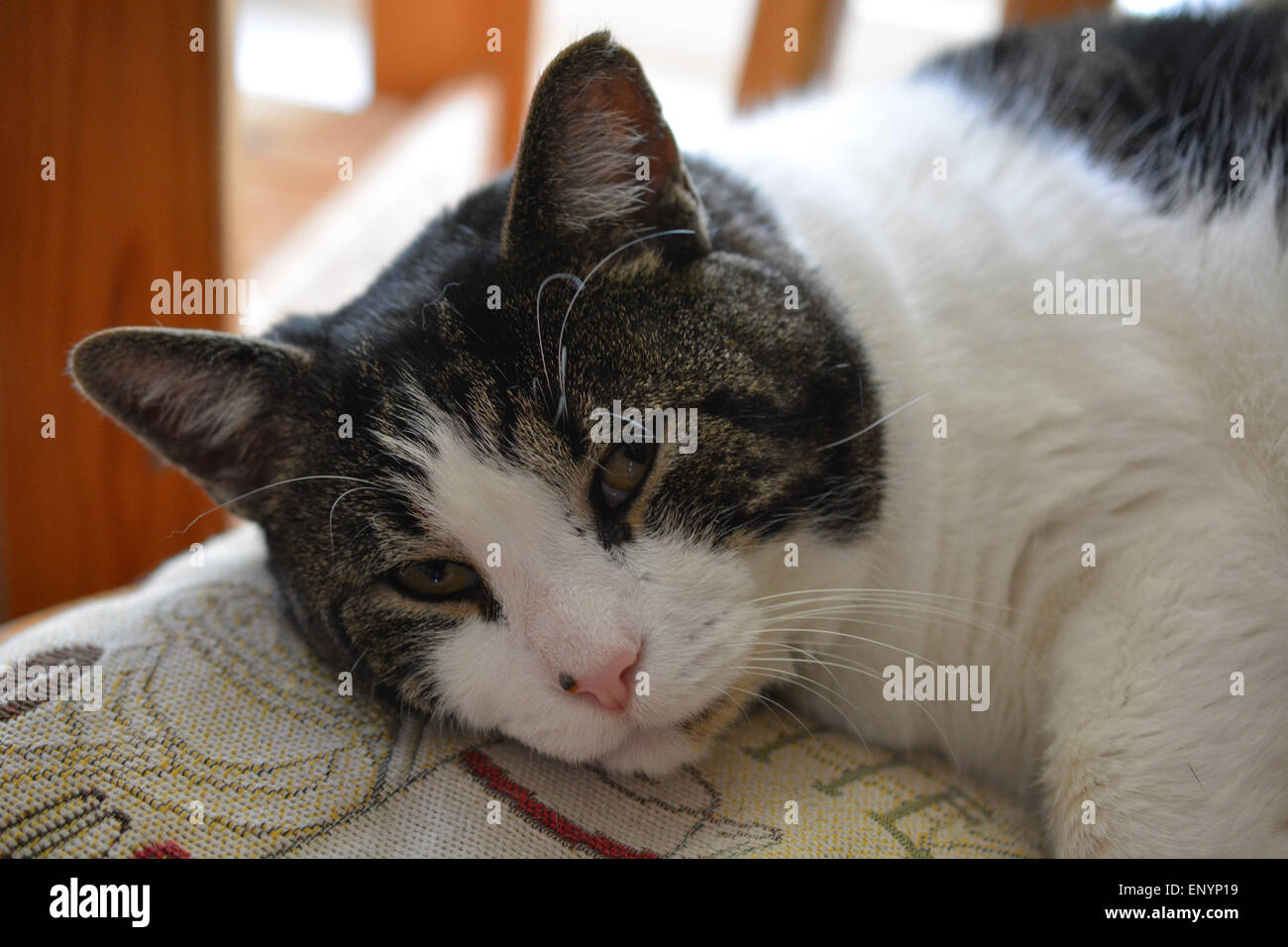 Cat resting on pillow Stock Photo - Alamy