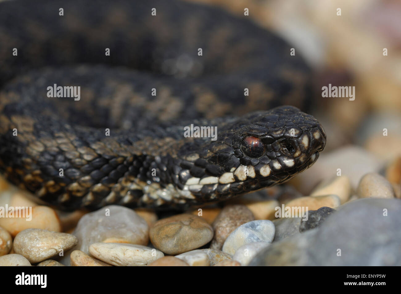 Keeled dorsal scales hi-res stock photography and images - Alamy