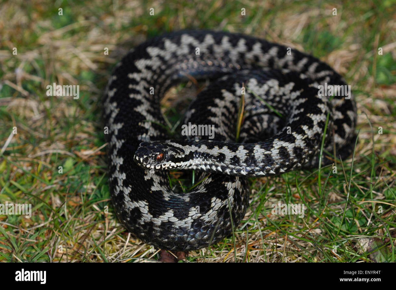 Adder closeup hi-res stock photography and images - Alamy