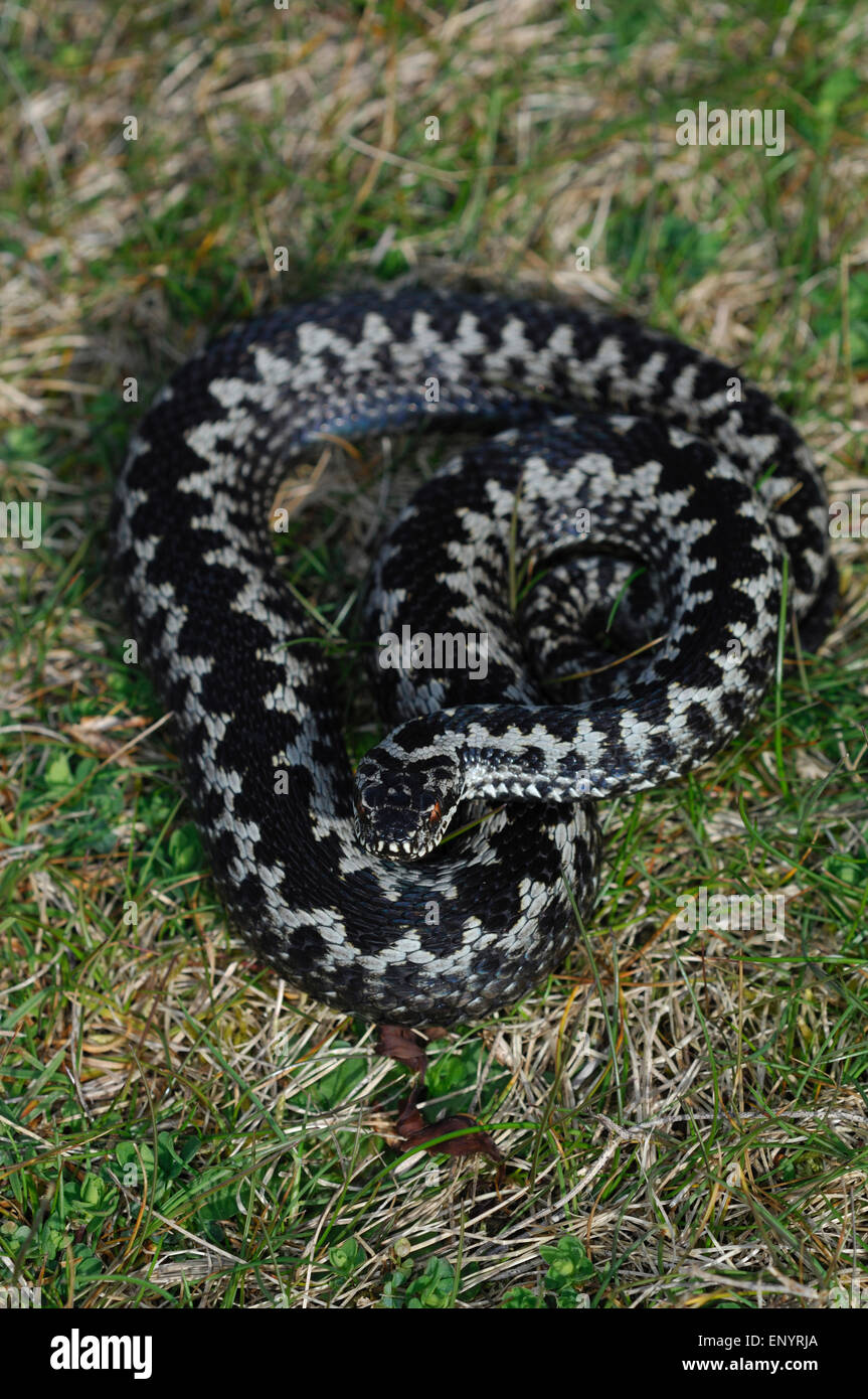 Closeup european adder vipera hi-res stock photography and images - Alamy