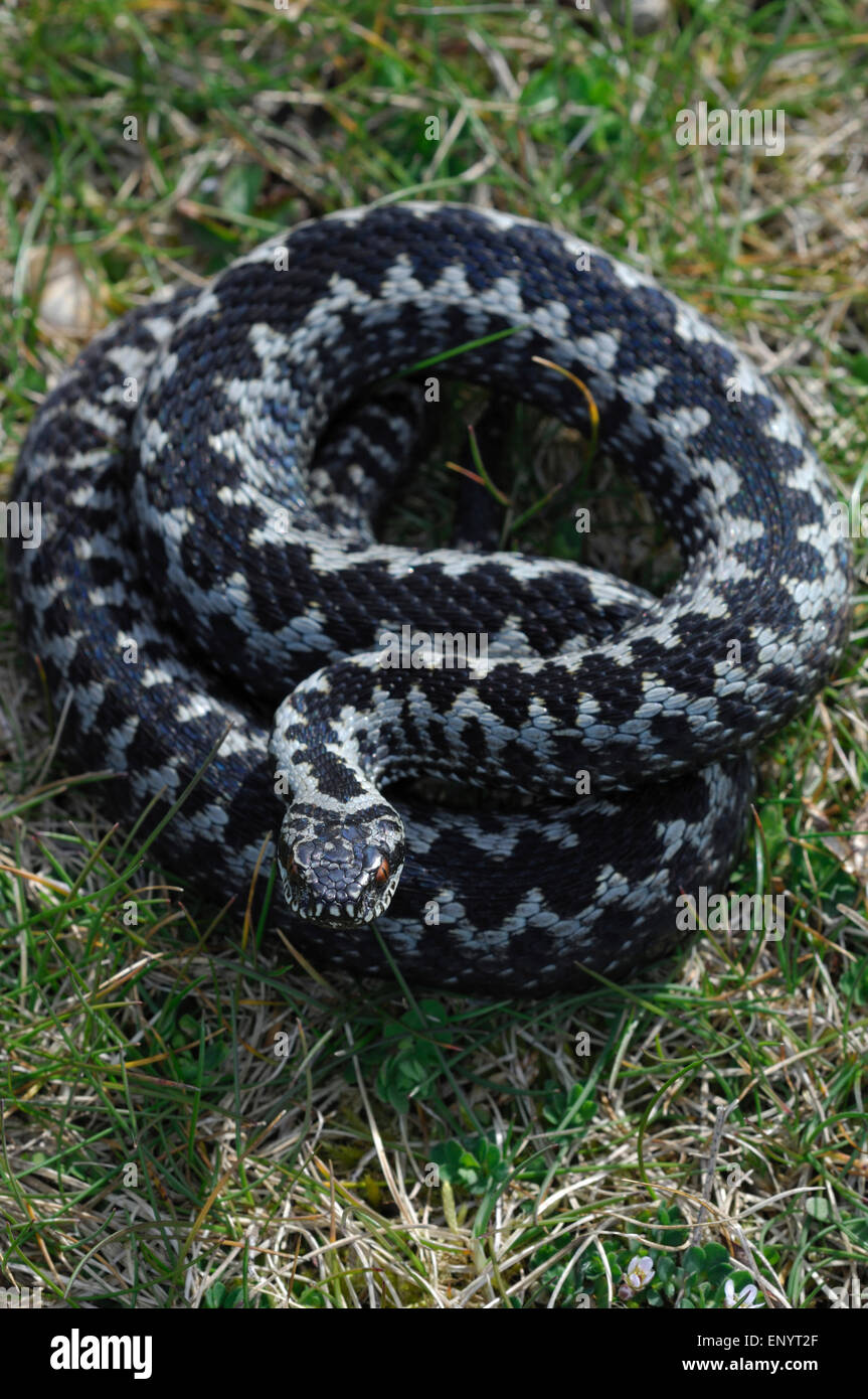 Keeled dorsal scales hi-res stock photography and images - Alamy