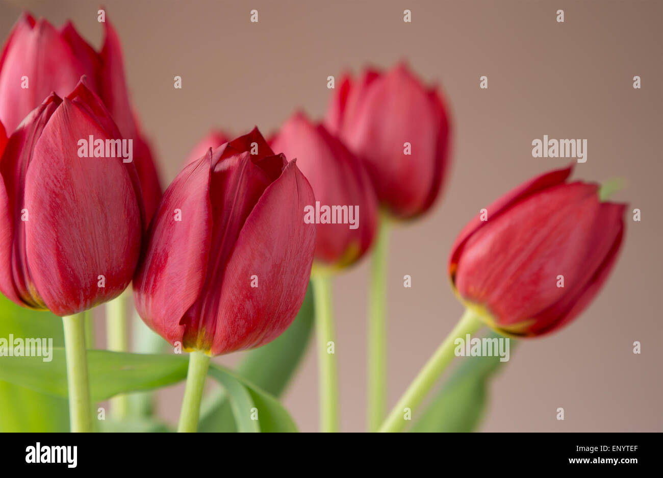 Red flower bunch hi-res stock photography and images - Alamy
