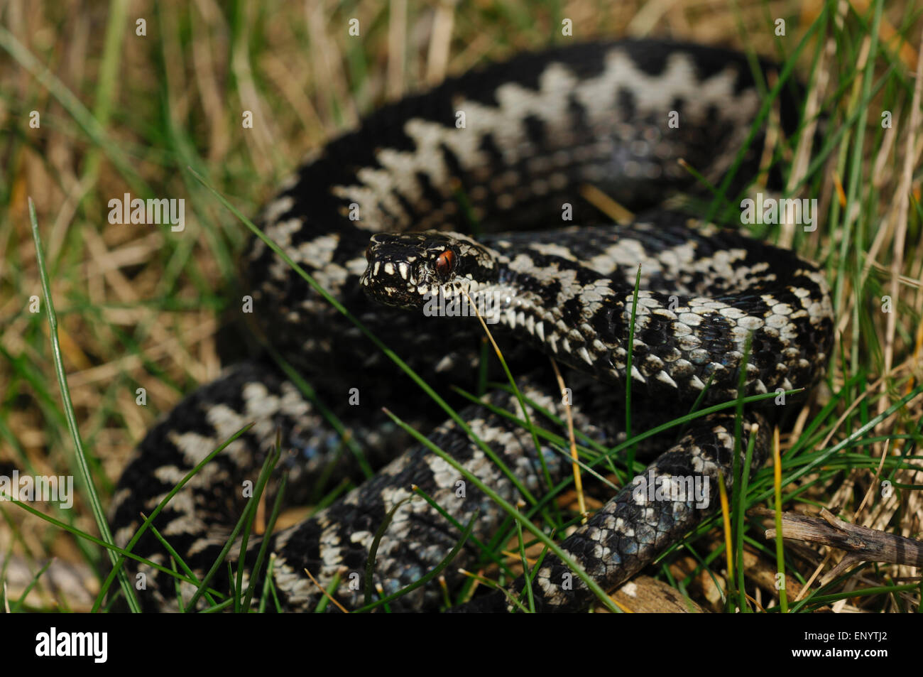 Native reptilian species hi-res stock photography and images - Alamy