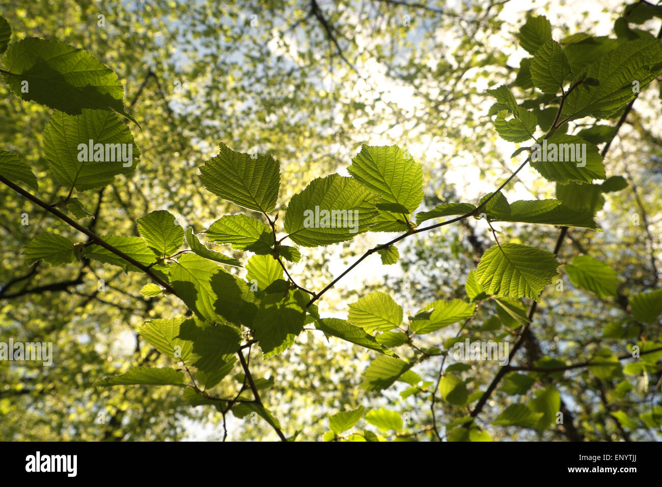 Spring sunshine penetrates through new lush leaf growth in a small wood ...