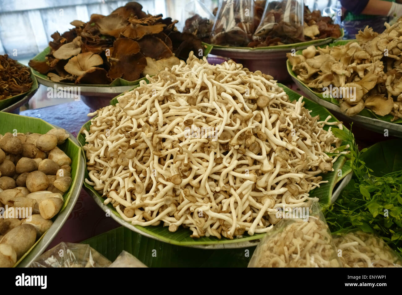 Various types of local edible fungi and mushrooms on a food stall in a ...