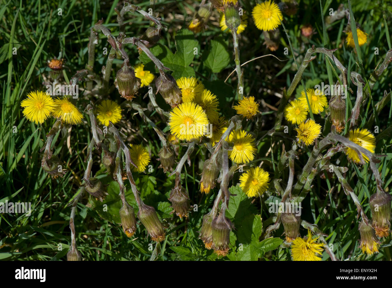 Traditional Medicinal Plants High Resolution Stock Photography and ...