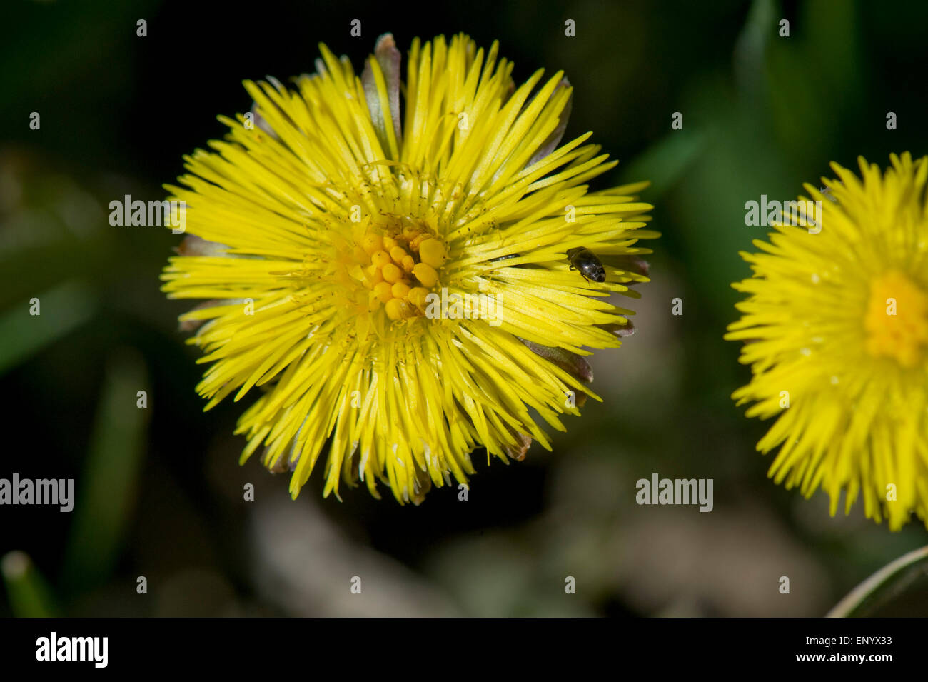 Spring beetle hi-res stock photography and images - Alamy