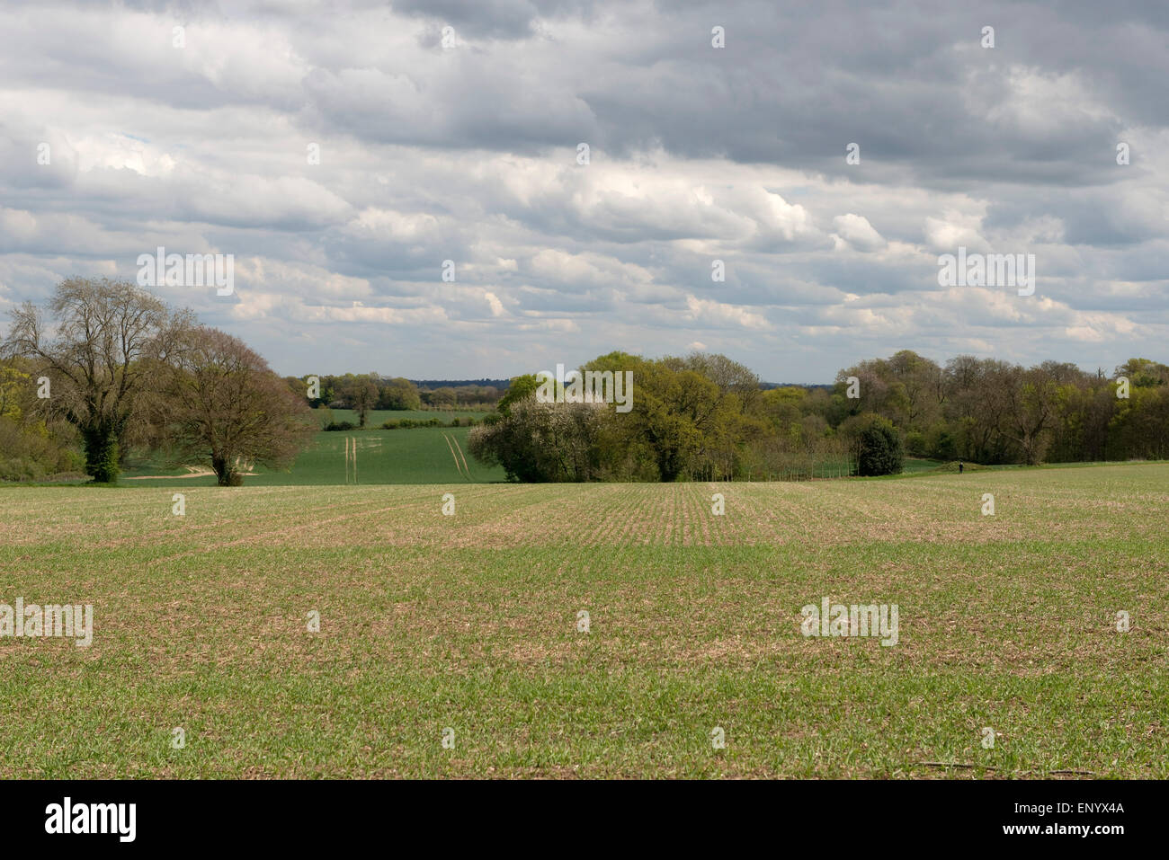 Rows of a young crop of spring barley on a fine early spring day with ...