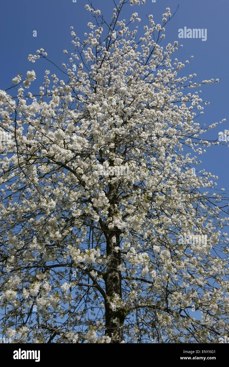 A bird or wild cherry tree, Prunus avium, in full white flower against ...