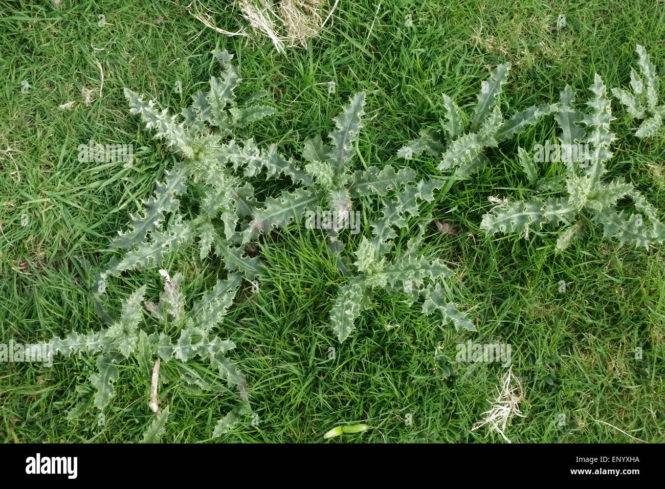 Young creeping thistle plants, Cirsium arvense, self-seeded in grass ...