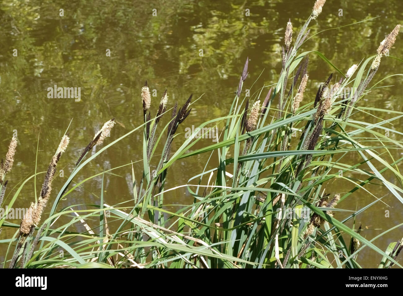 Common or black sedge, Carex nigra, flowering on the bank of the Kennet ...