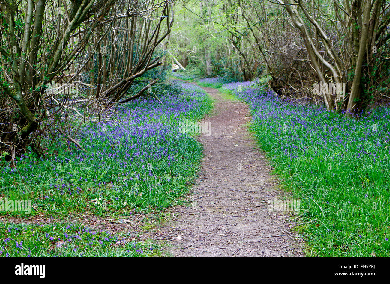 A path through ancient woodland with bluebells at Foxley, Norfolk ...