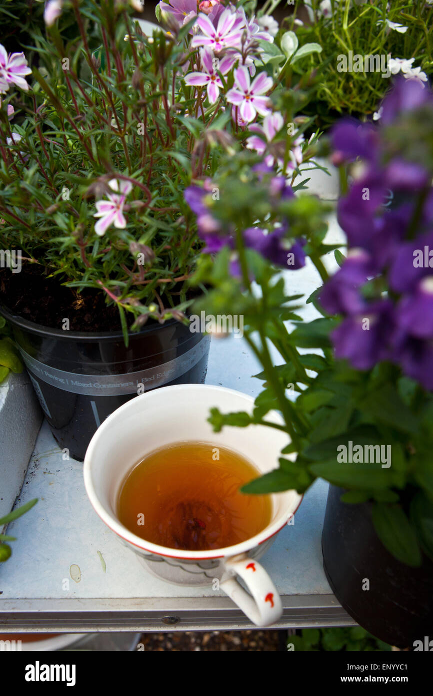 Herbal tea plant hi-res stock photography and images - Alamy
