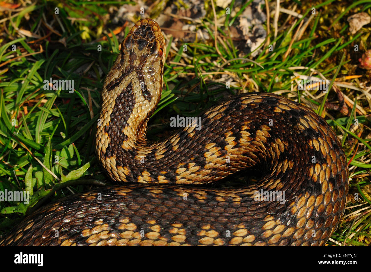 Close-up of an adder UK Stock Photo - Alamy