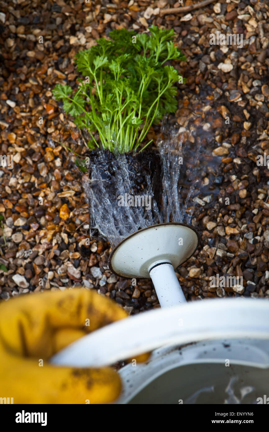 Watering pot hi-res stock photography and images - Alamy