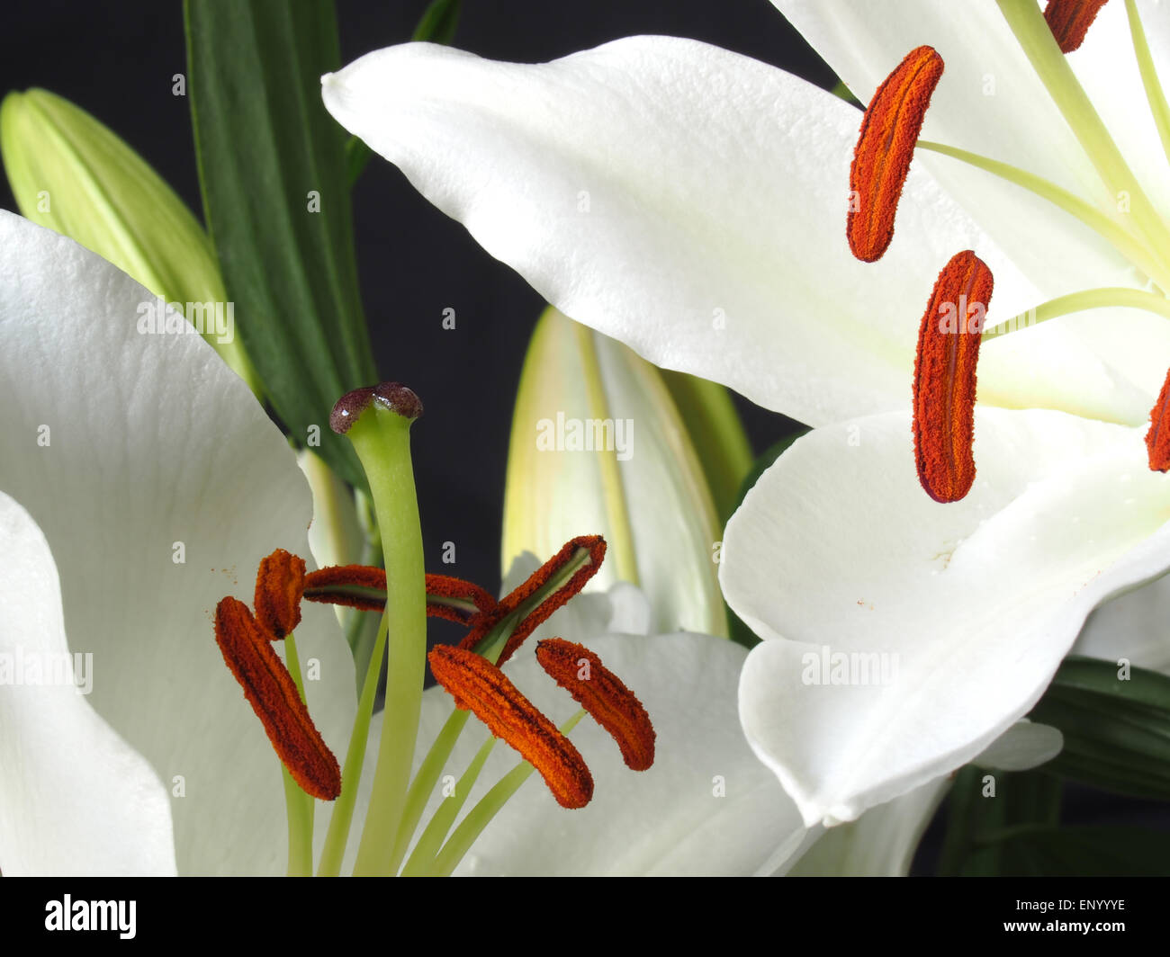 Close up of open white lily flower against a black background Stock ...