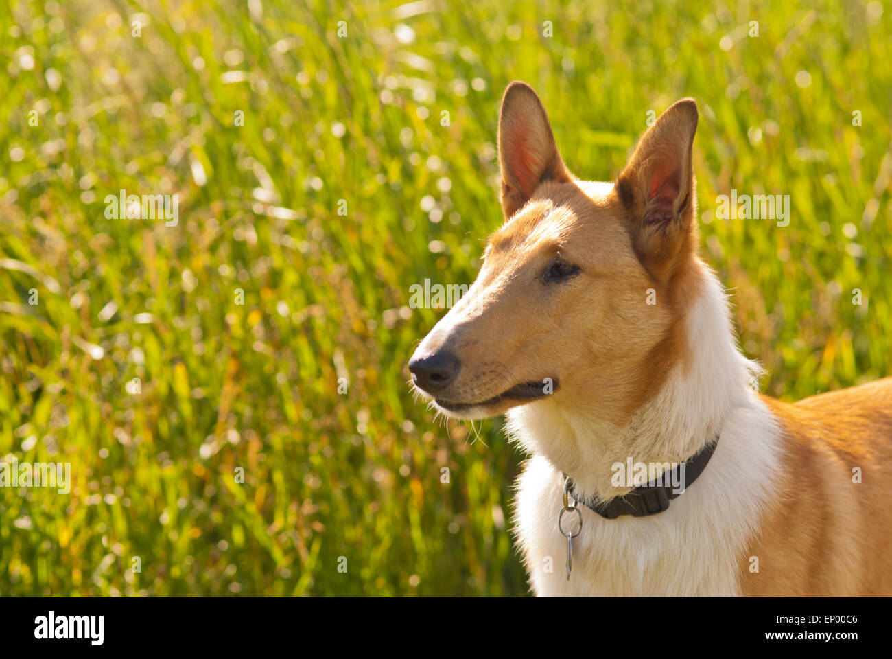 Smooth collie dog hi-res stock photography and images - Alamy