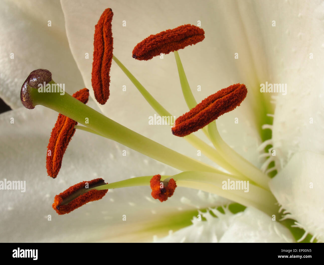 Close up of open white lily flower Stock Photo - Alamy