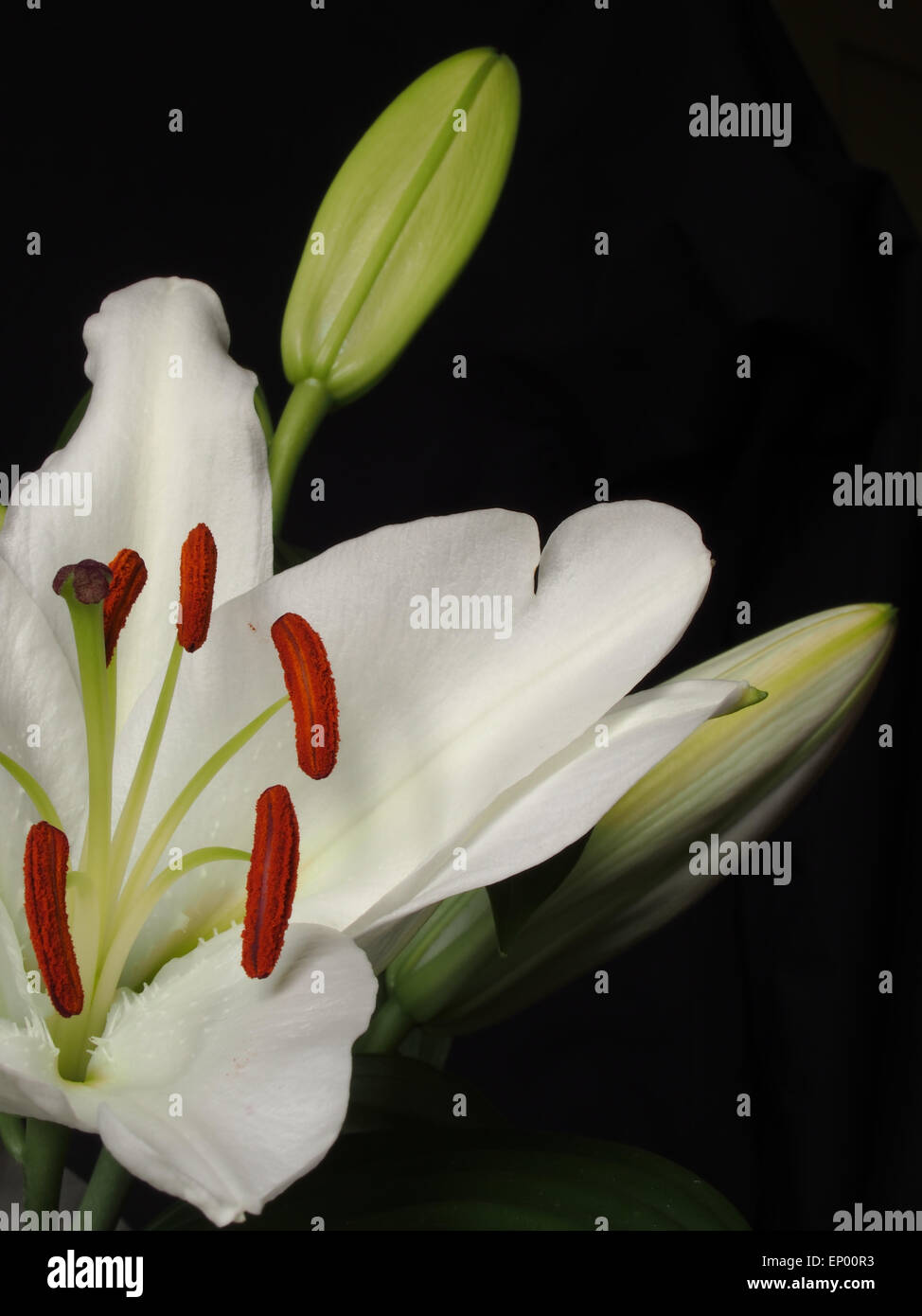 White lily flower buds hi-res stock photography and images - Alamy