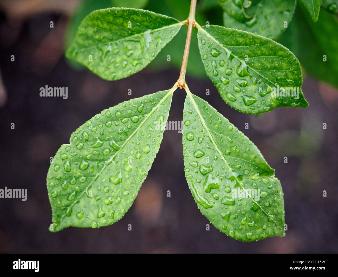 Green leaves with water drops Stock Photo - Alamy