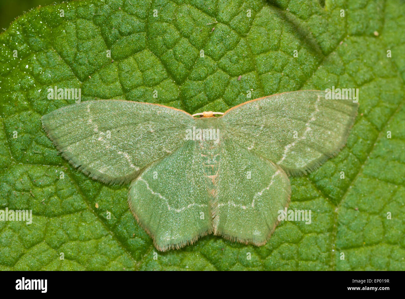 Synchlora aerata hi-res stock photography and images - Alamy