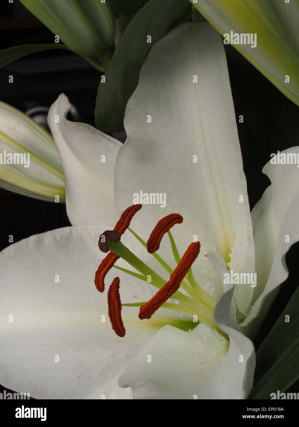 Close up of open white lily flower against a black background Stock ...