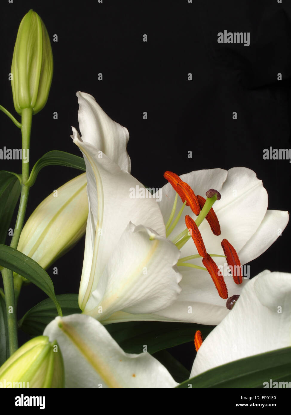 Open cut flowers hi-res stock photography and images - Alamy