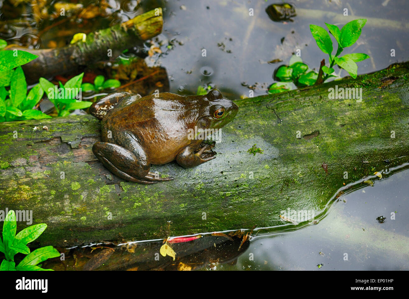 Large Bull Frog sitting on river log. (Rana catesbeiana) HDR Stock ...