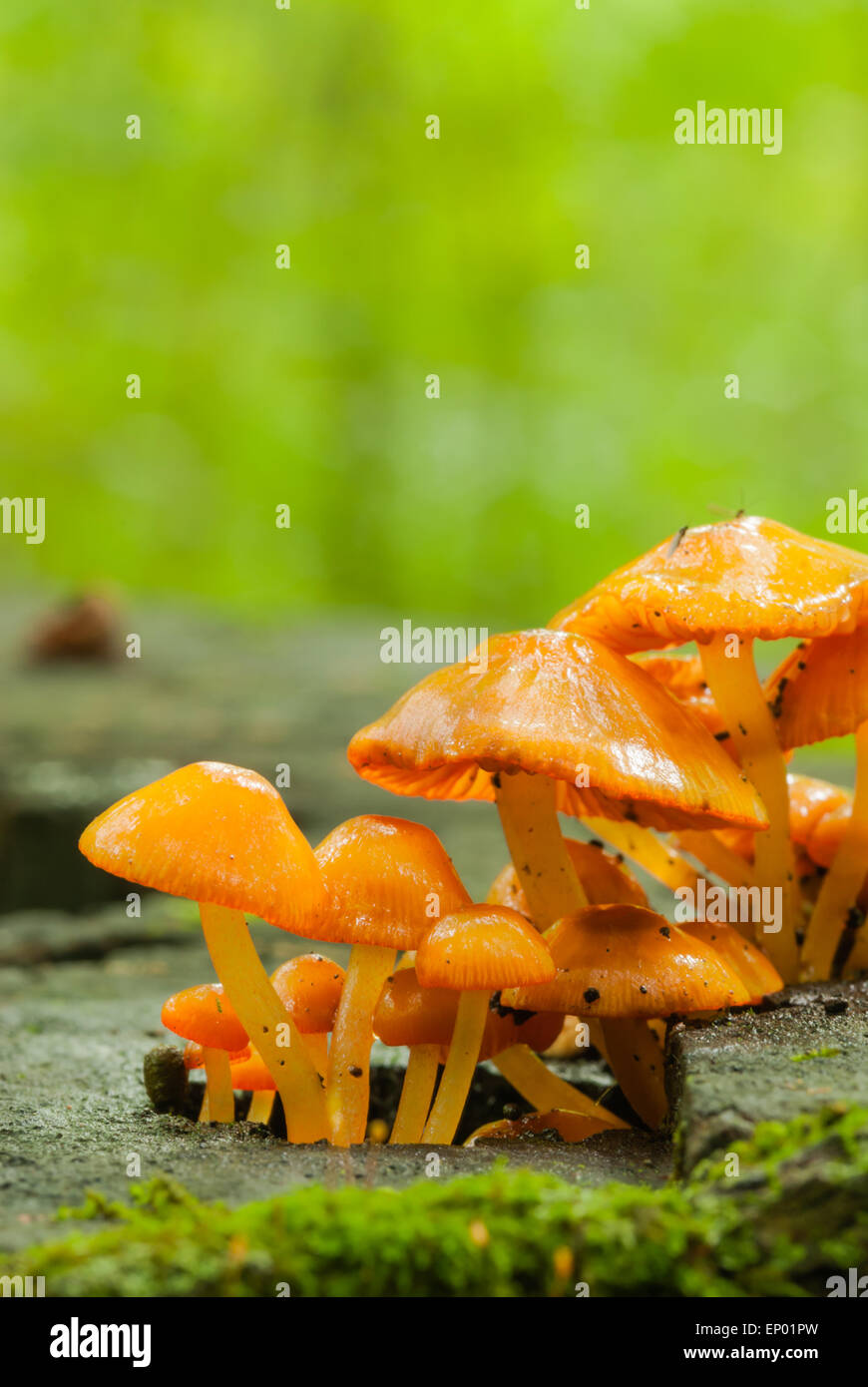 Orange mycena, Mycena leaiana, growing on a tree stump in the Little ...