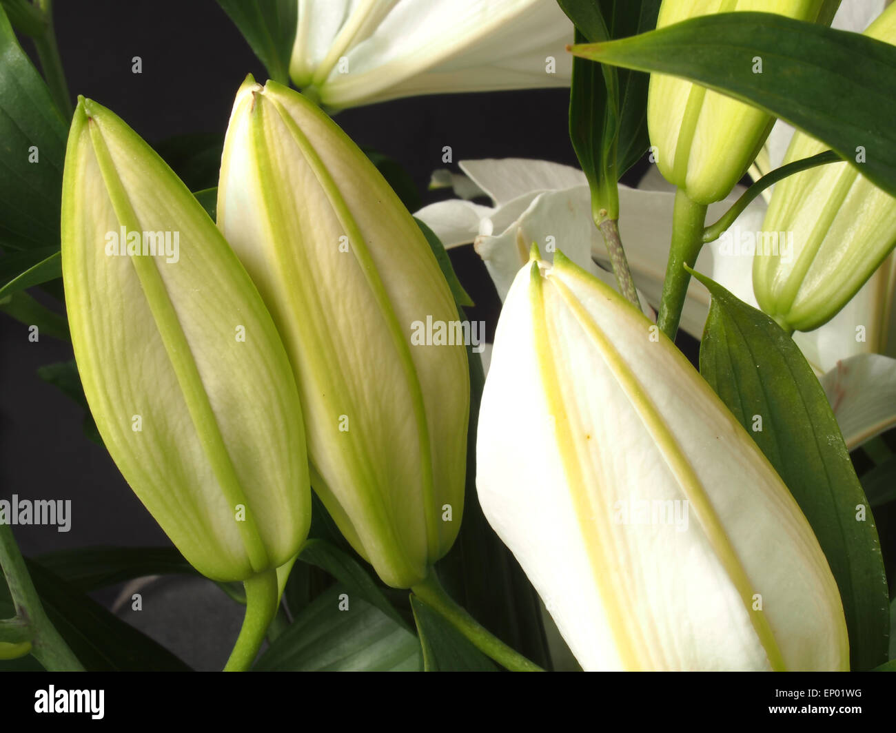 White lily stamens pollen hi-res stock photography and images - Alamy