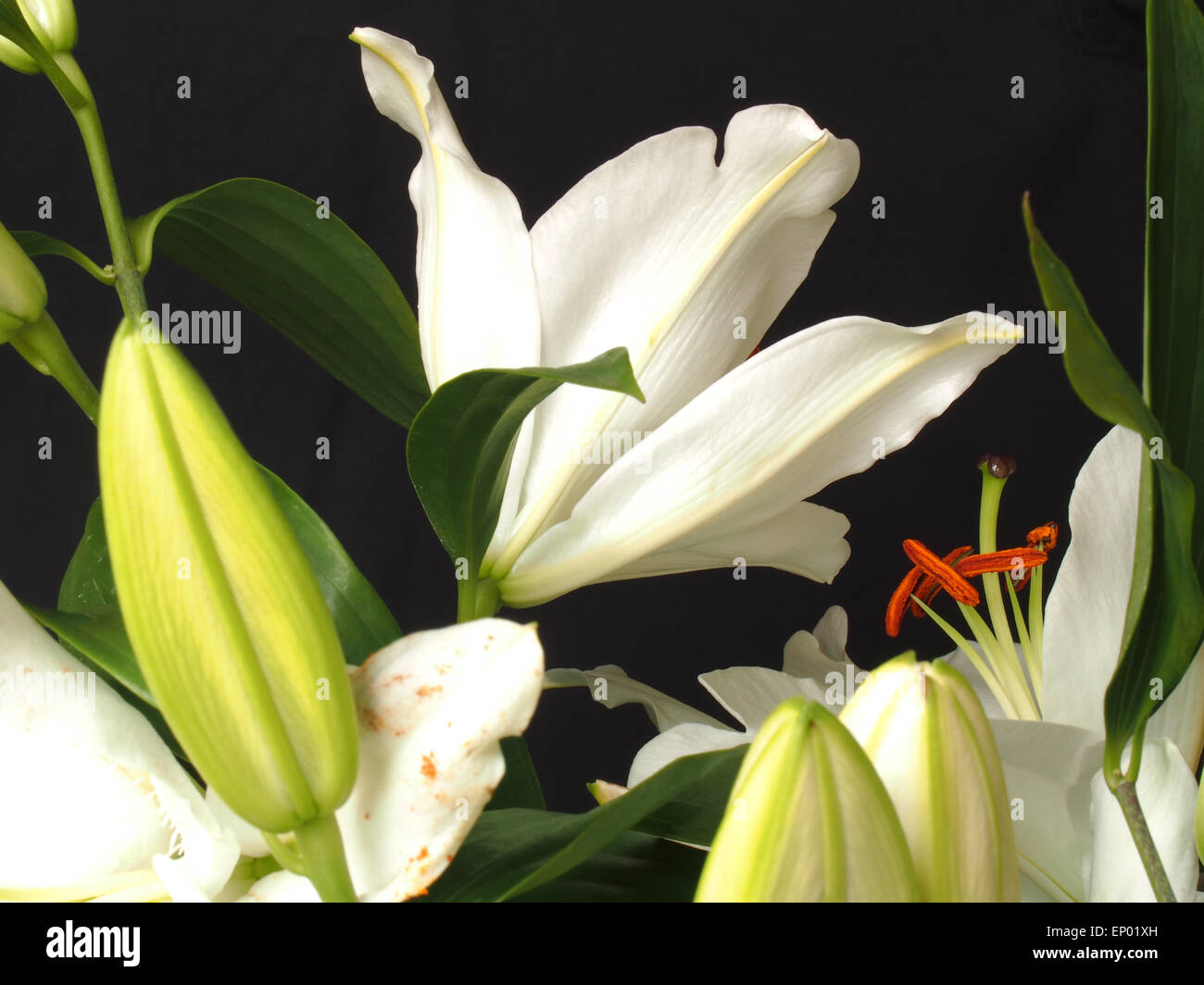Close up of open white lily flower against a black background Stock ...