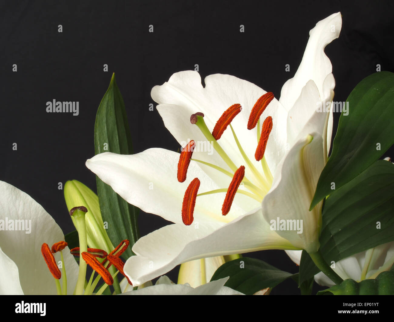 Close up of open white lily flower against a black background Stock ...