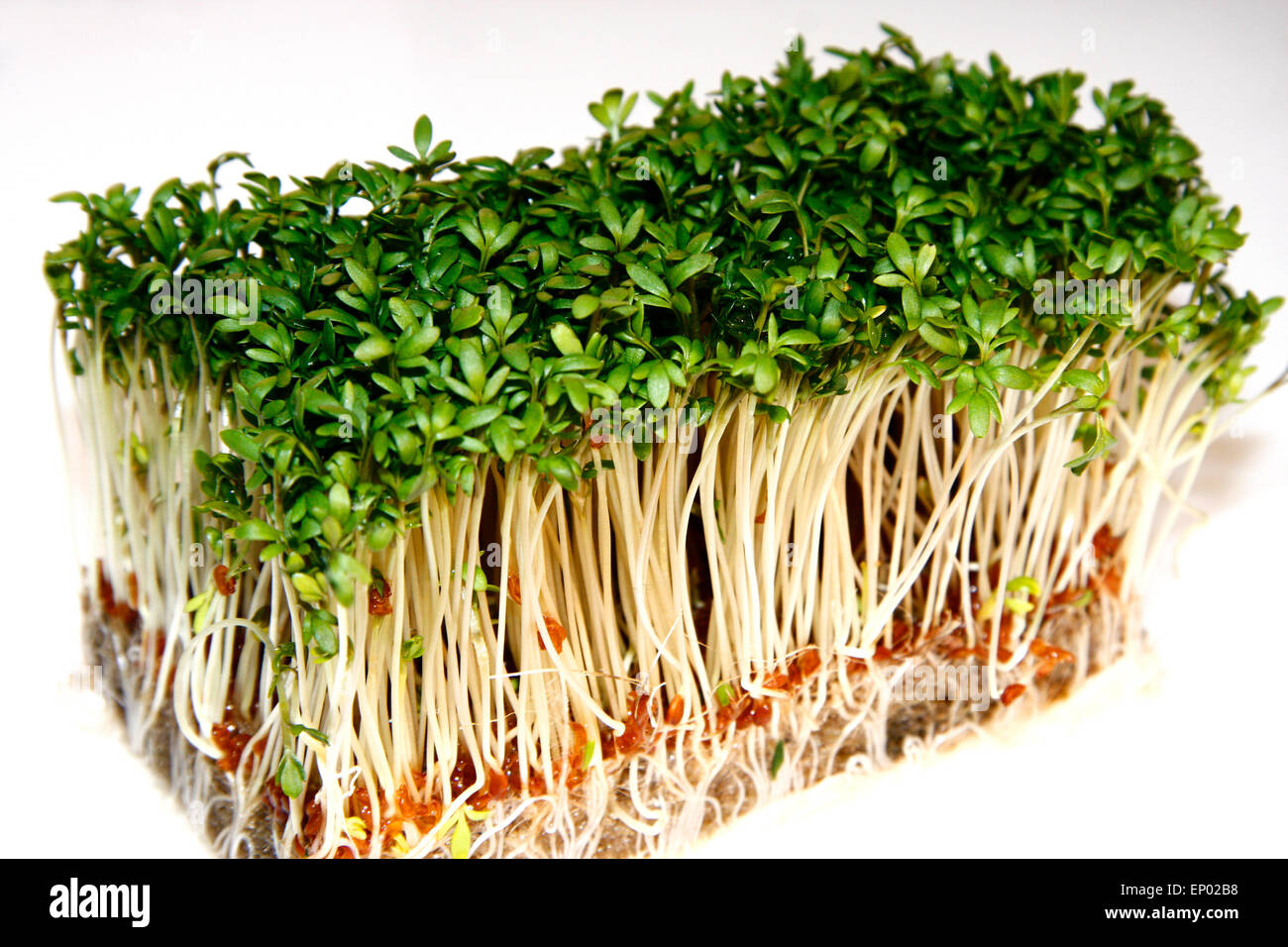 Kresse/ Gartenkresse - Symbolbild Nahrungsmittel Stock Photo - Alamy