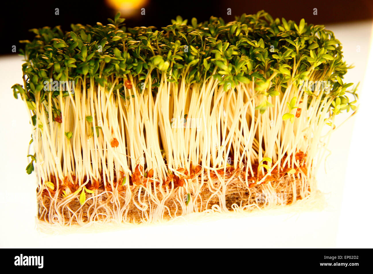 Kresse/ Gartenkresse - Symbolbild Nahrungsmittel Stock Photo - Alamy