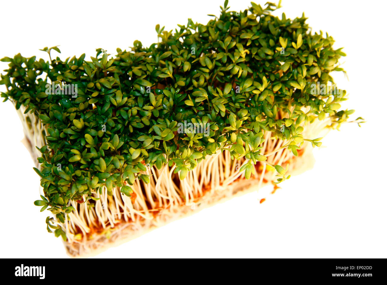 Kresse/ Gartenkresse - Symbolbild Nahrungsmittel Stock Photo - Alamy