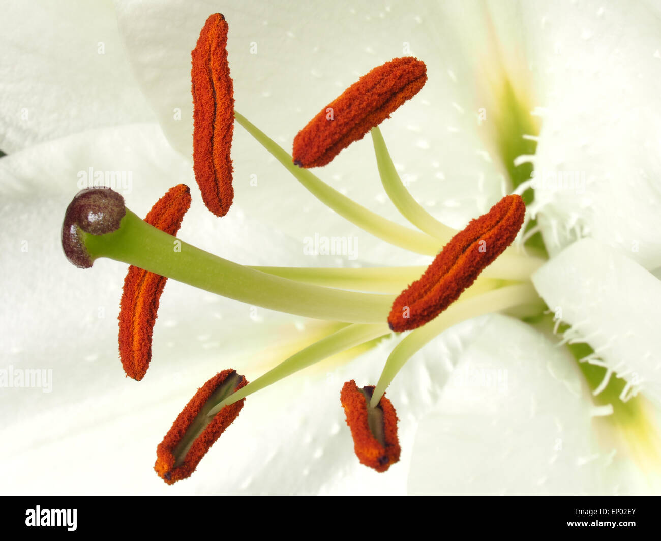 Close up of open white lily flower Stock Photo - Alamy
