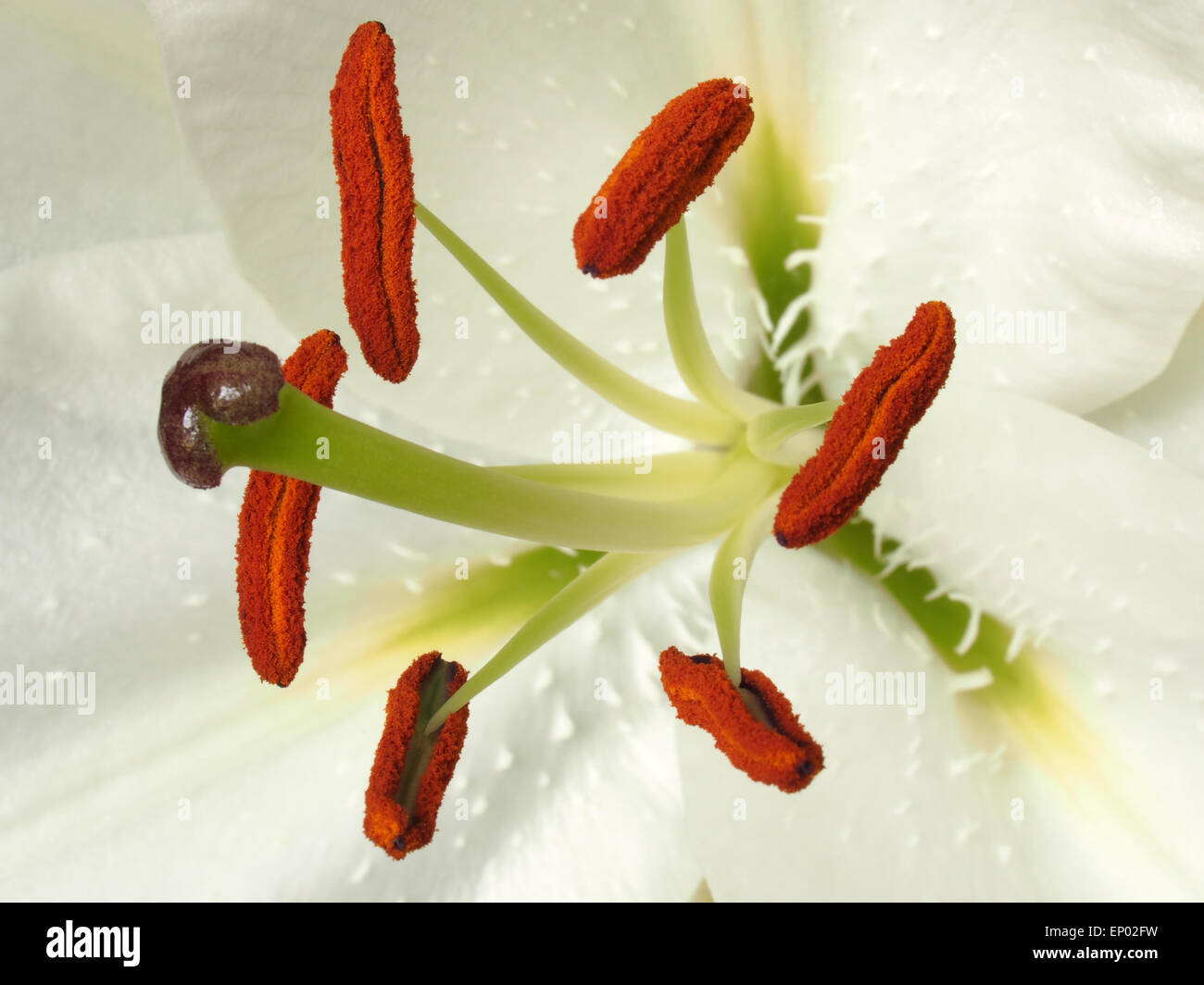 Lily petals hi-res stock photography and images - Alamy