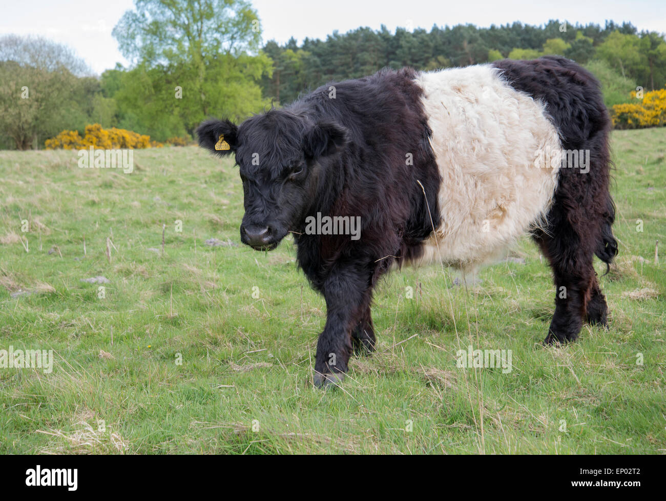 Belted galloway cattle being used for conservation grazing at a ...