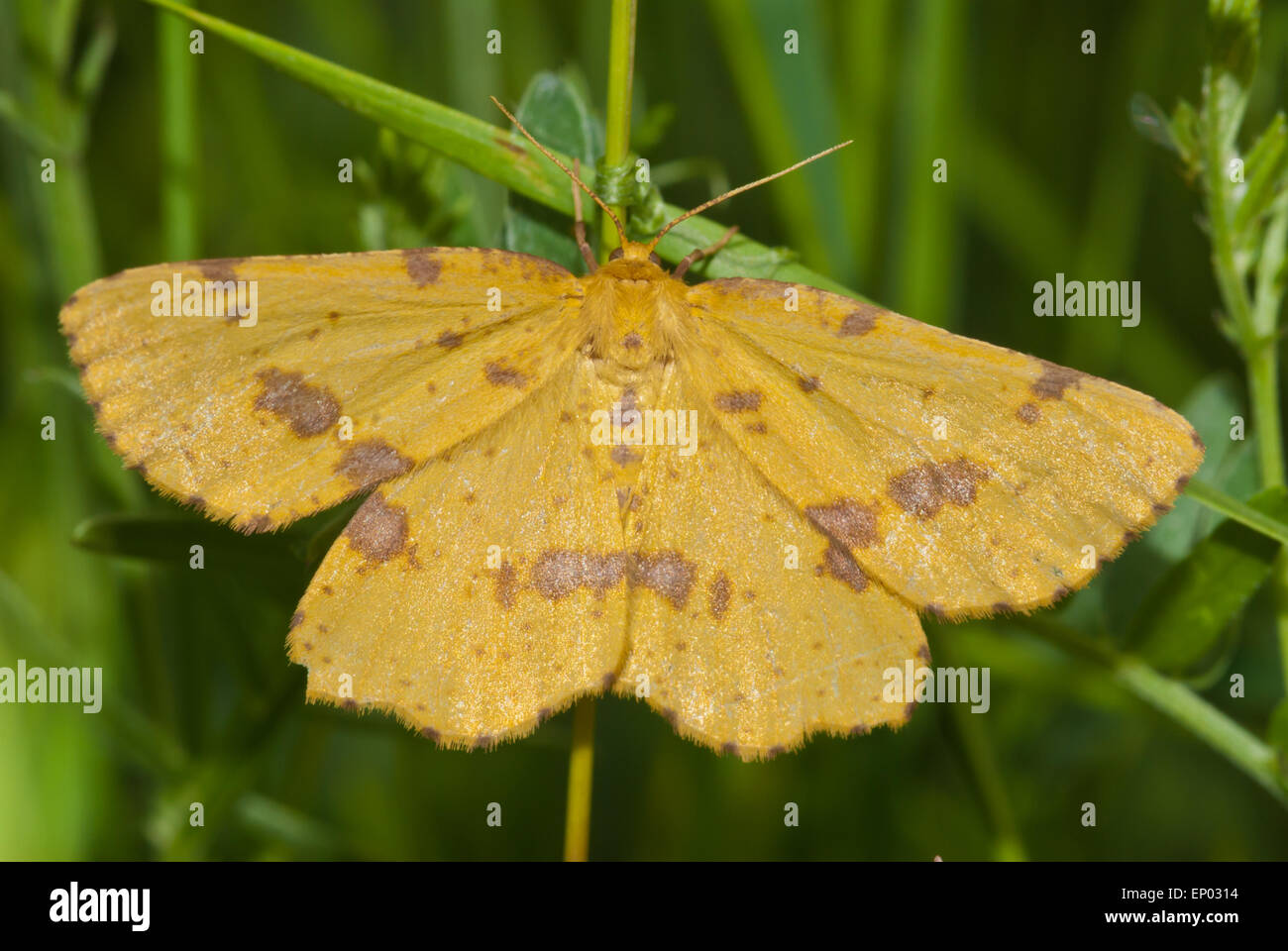 False crocus geometer moth, Xanthotype urticaria, on a blade of grass ...
